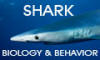 shark pictures and information about scuba diving with sharks and rays ...